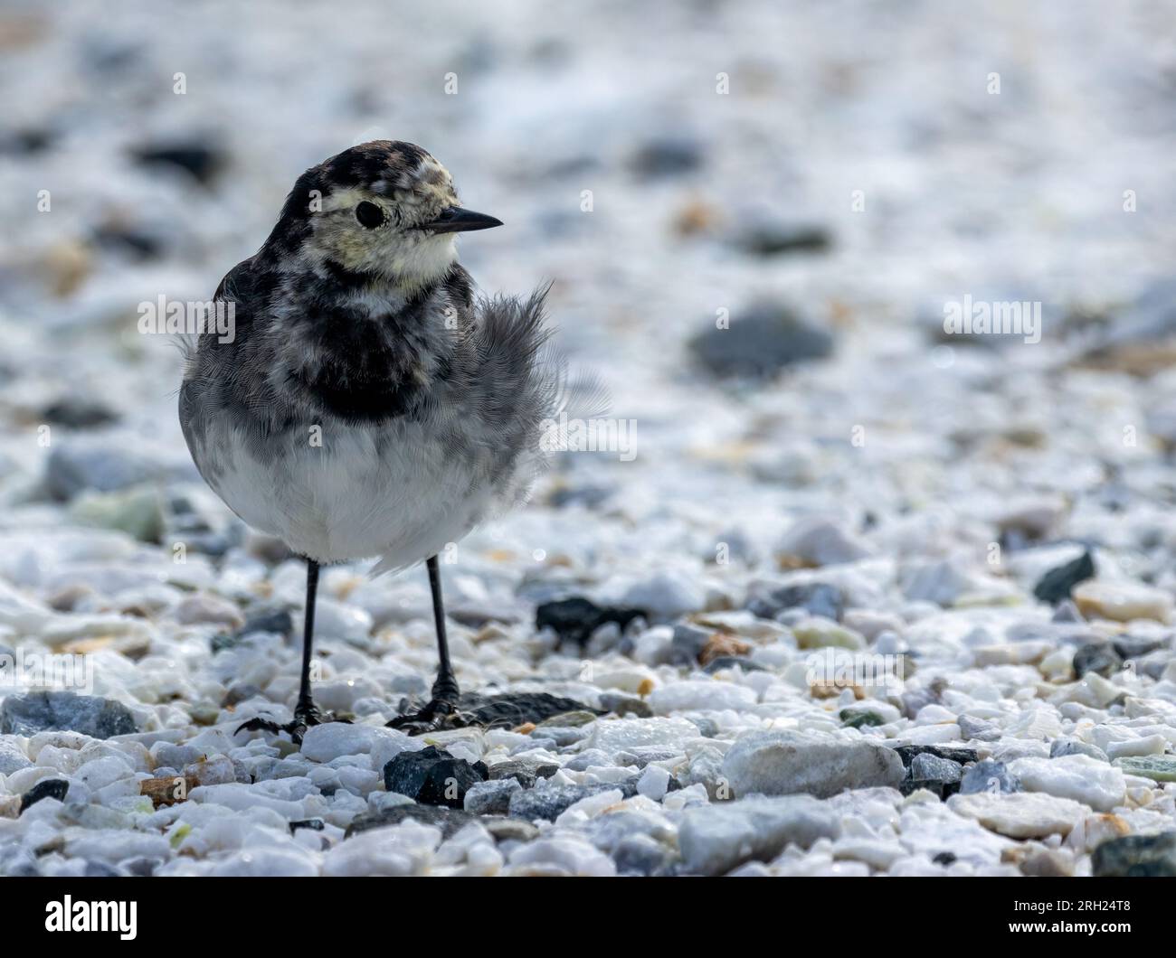 Baby white wagtail hi-res stock photography and images - Alamy