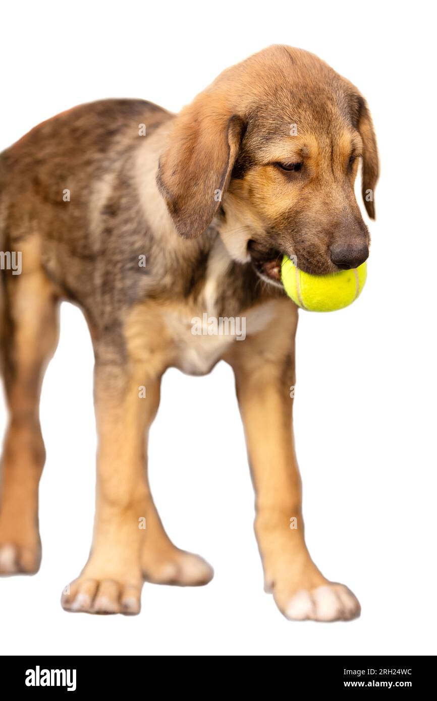 Rescue adoption dog puppy with sad look on the face with the ball toy ...