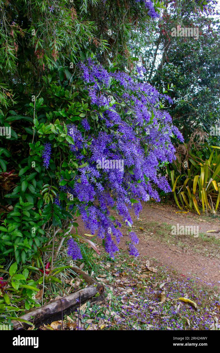 Sandpaper Vine, Petrea volubilis, Australia, cultivar Stock Photo - Alamy