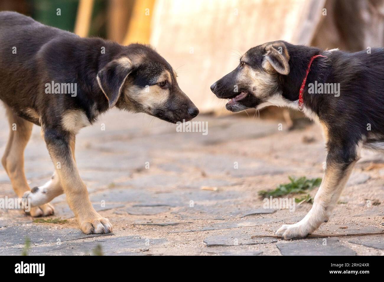 First meeting or introduction between two dogs, sniffing Stock Photo ...