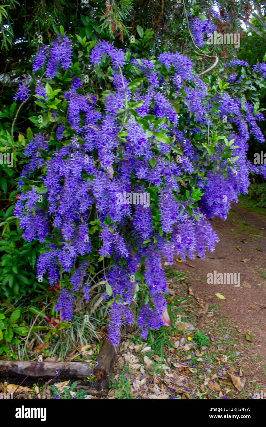 Sandpaper Vine, Petrea volubilis, Australia, cultivar Stock Photo - Alamy