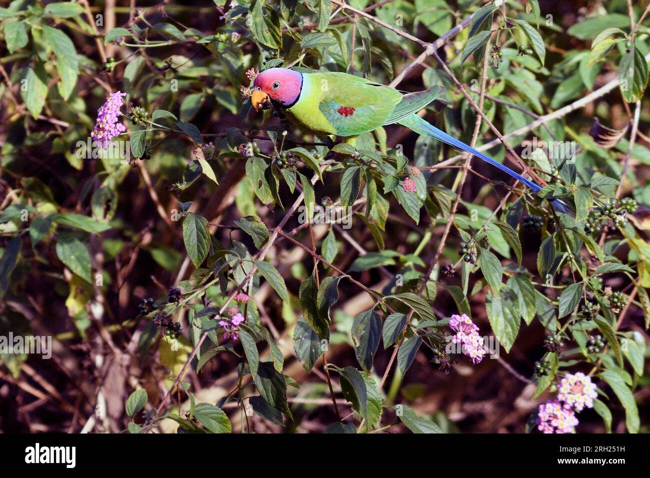 Male of plum-headed parakeets (Psittacula cyanocephala) feeding in ...