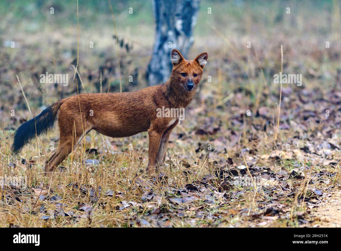 Kabini india dog hi-res stock photography and images - Alamy