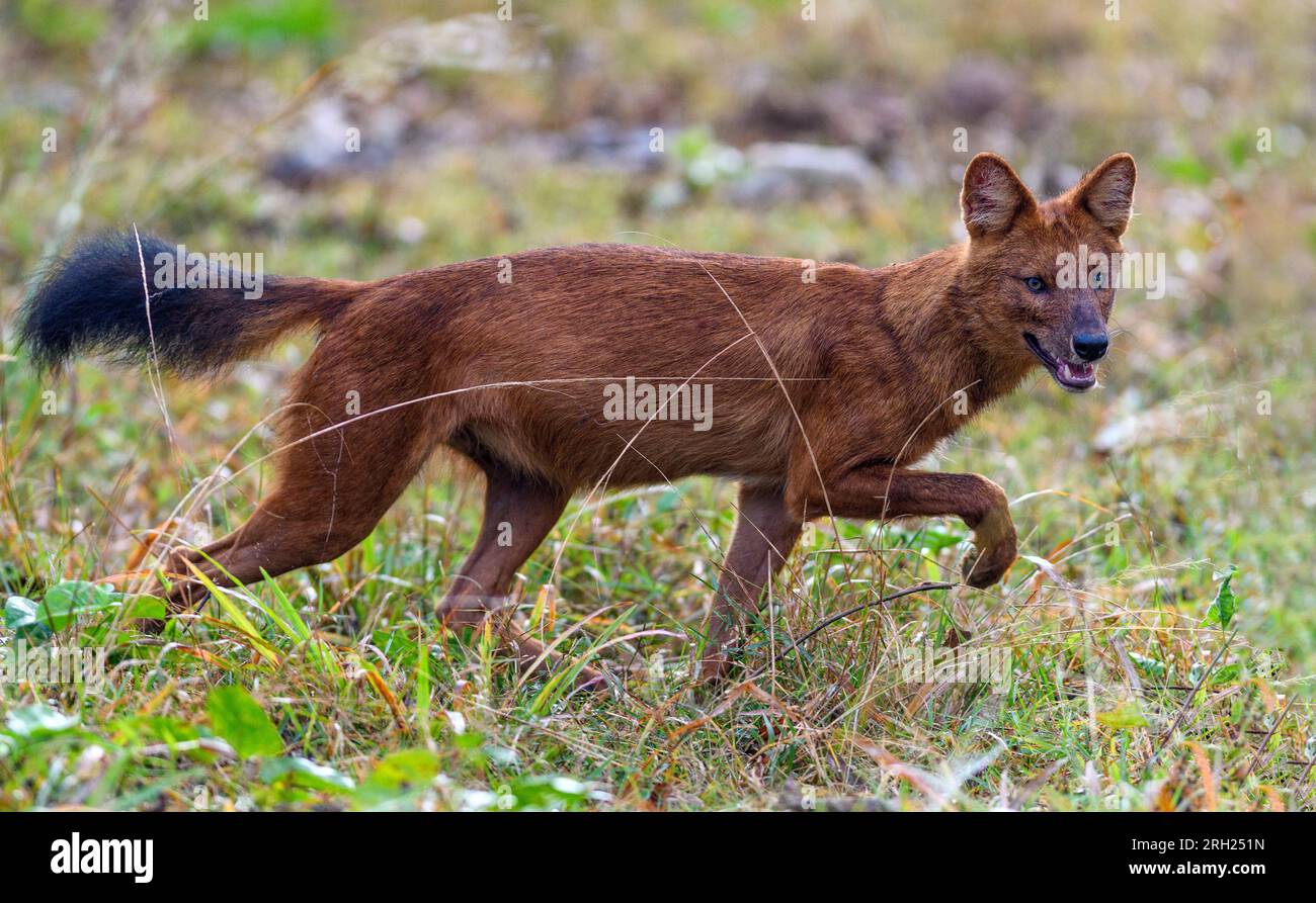 The endangered Asiatic wild dog (Cuon alpinus) from Nagarahole NP ...