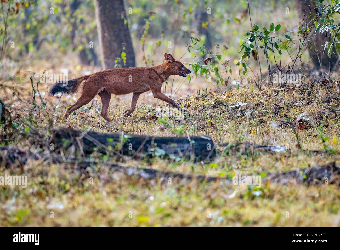 The endangered Asiatic wild dog (Cuon alpinus) from Nagarahole NP ...