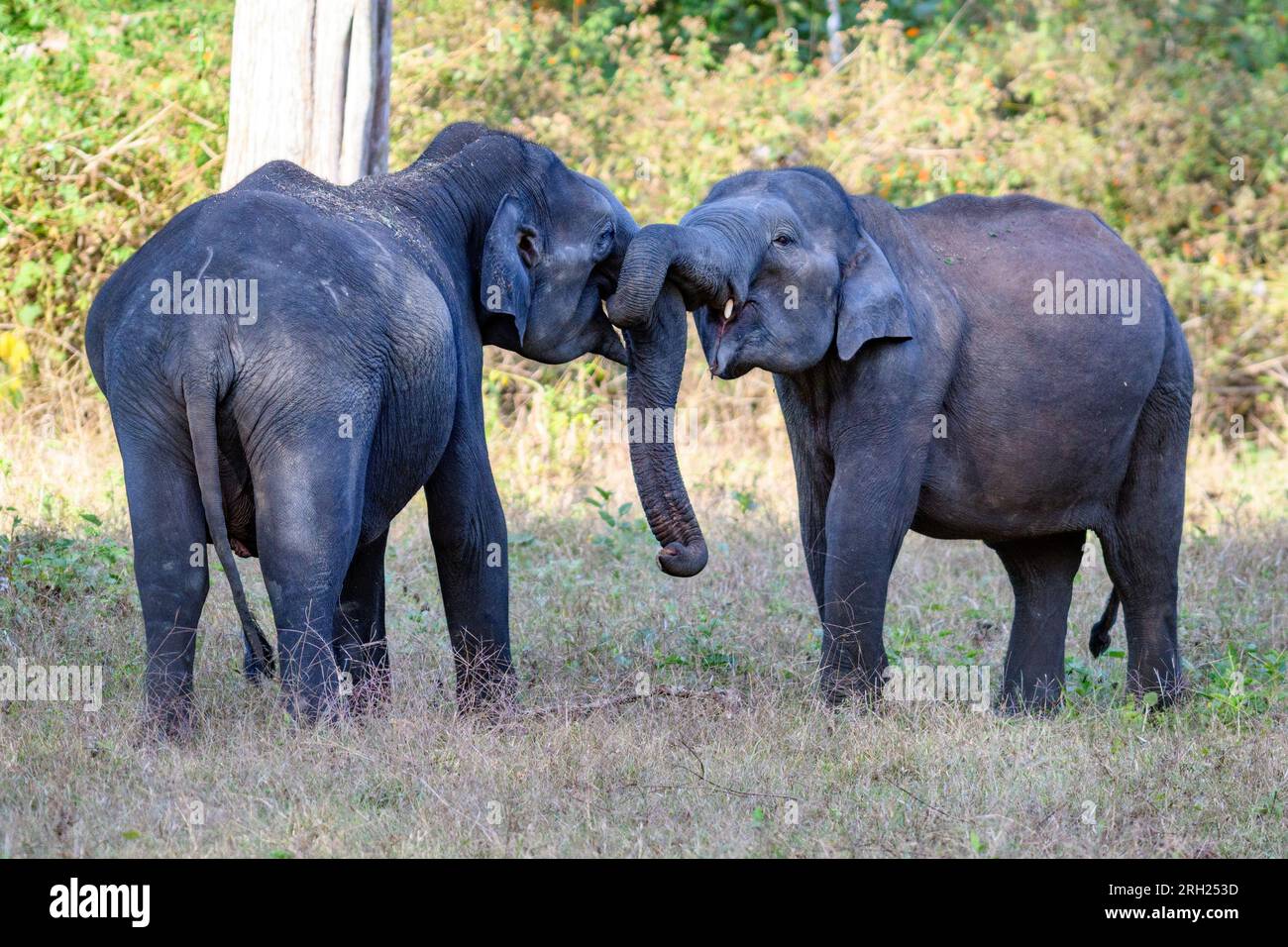 Wild Indian elephants (Elephas maximus indicus) from Nagarahole Tiger ...