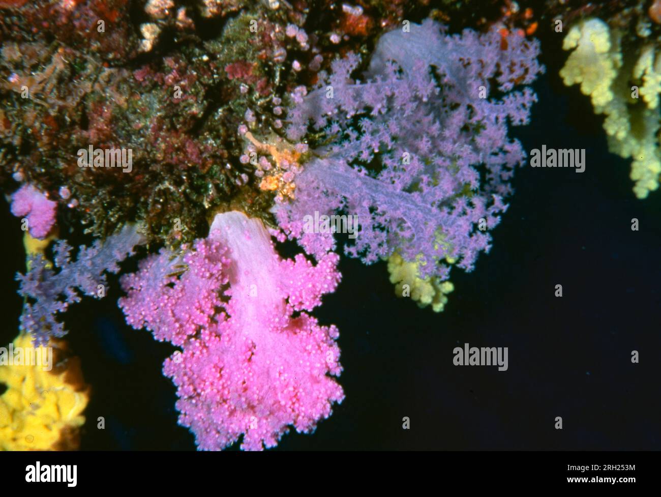 Soft corals from the genus Dendronephthya at Latheef Reef, Kuredu ...