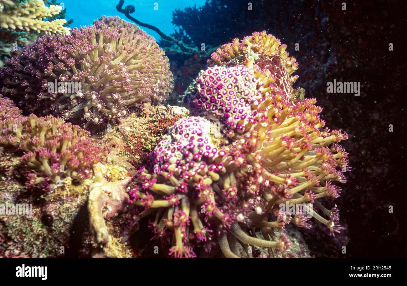 Flowerpot Coral (Goniopora sp.) from Ribbon Reefs, Great Barroier Reef ...