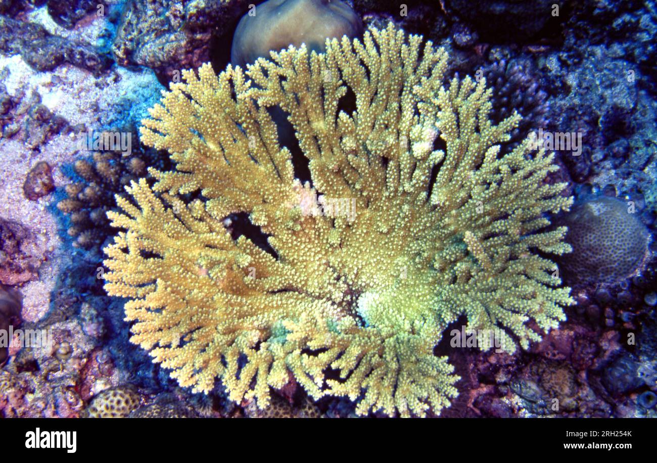 Lattice table coral hi-res stock photography and images - Alamy