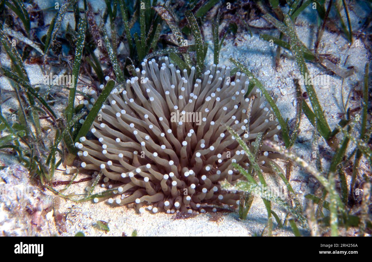 Long tentacle plate coral (Heliofungia actiniformis) from seagrass bed ...