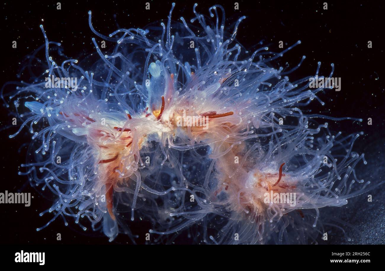String Jellyfish, Apolemia uvaria. Aquarium photo. Specimen collected ...