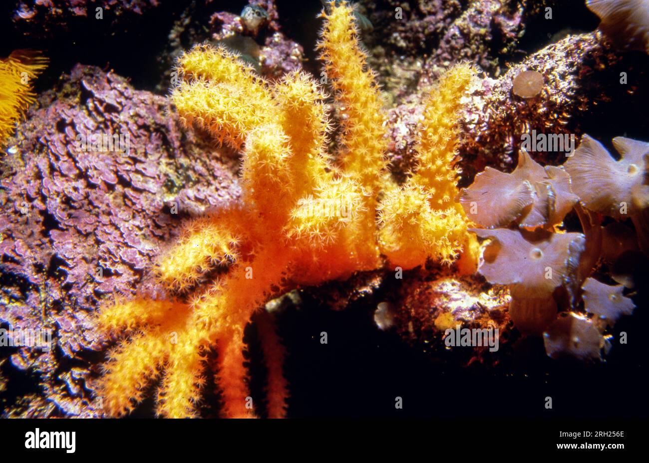 Soft coral from the genus Nephthyigorgia (family Nidaliidae ...