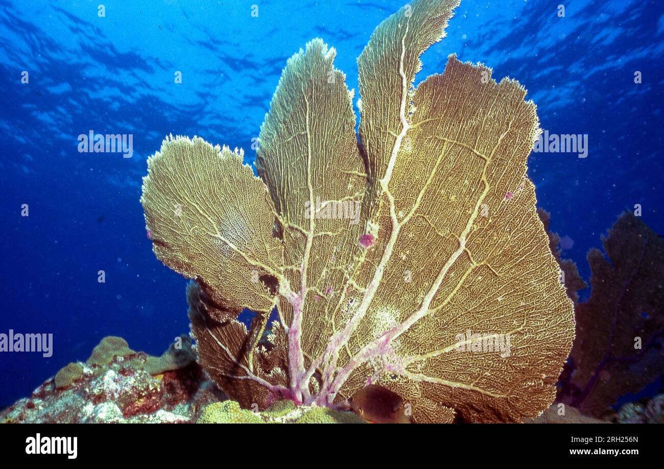 Common sea fan (Gorgonia ventalina) from Molasses Reef, Florida Keys ...