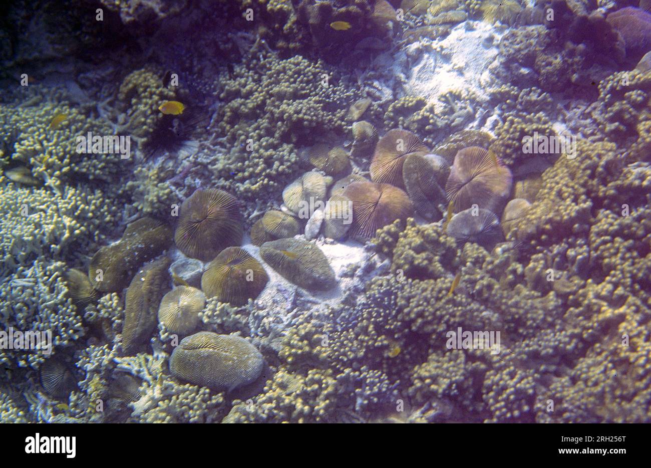 Large assembley of solitary mushroom corals (Fungia spp.) at Phi-Phi ...