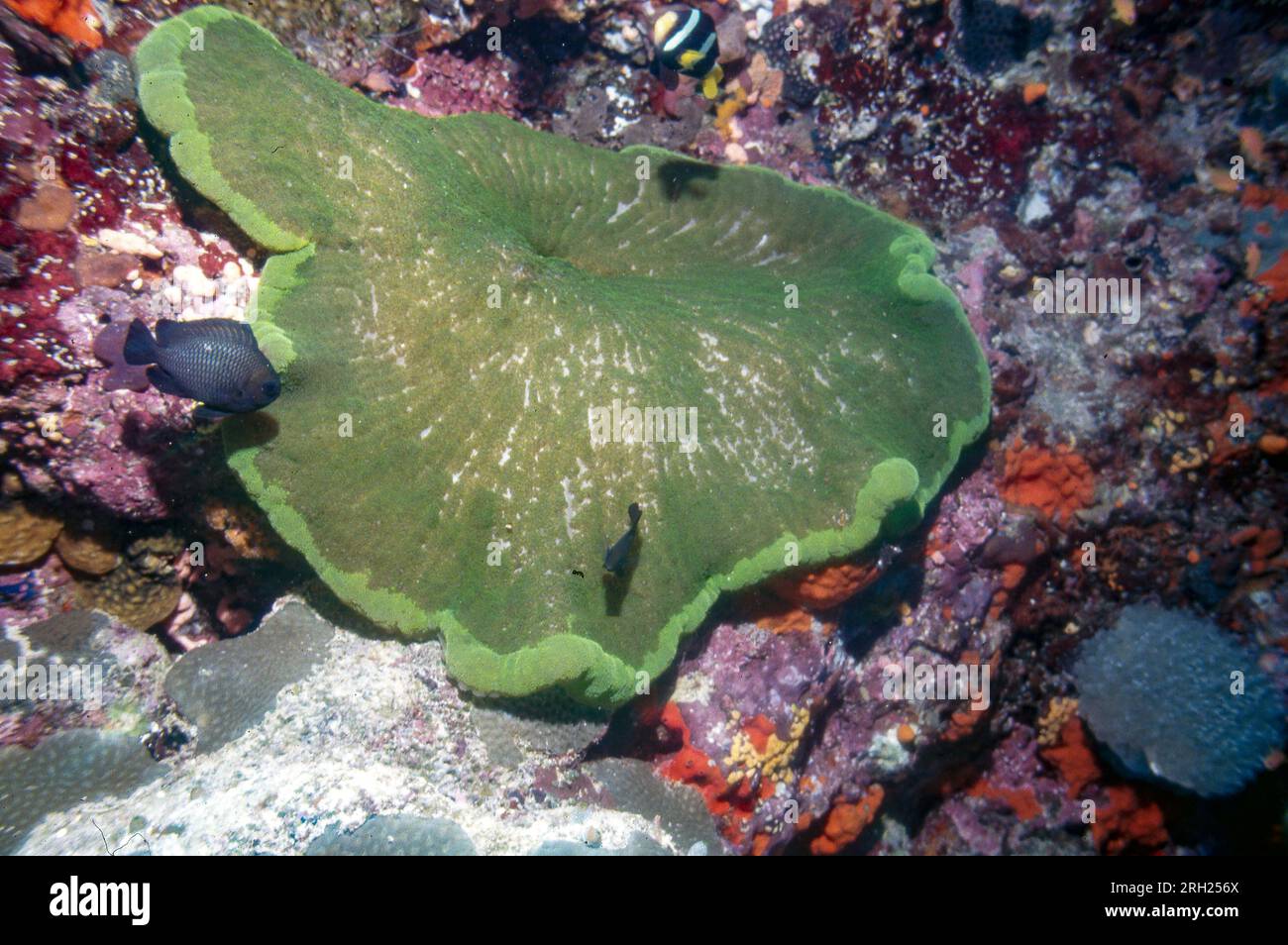 Nap edged anemone hi-res stock photography and images - Alamy