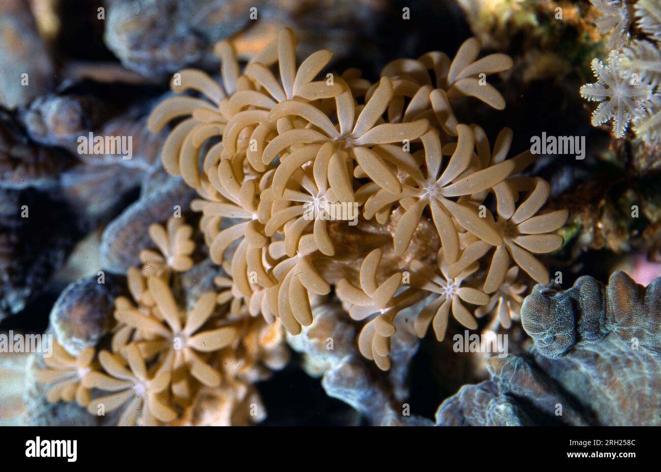 Star polyps (Knopia octocontacanalis). Aquariumphoto Stock Photo - Alamy