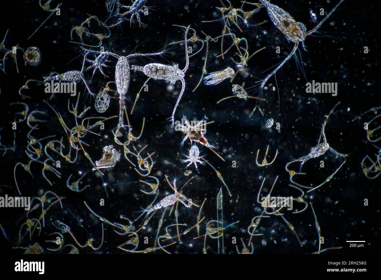 Marine plankton sample from surface water of south-western Norway in ...