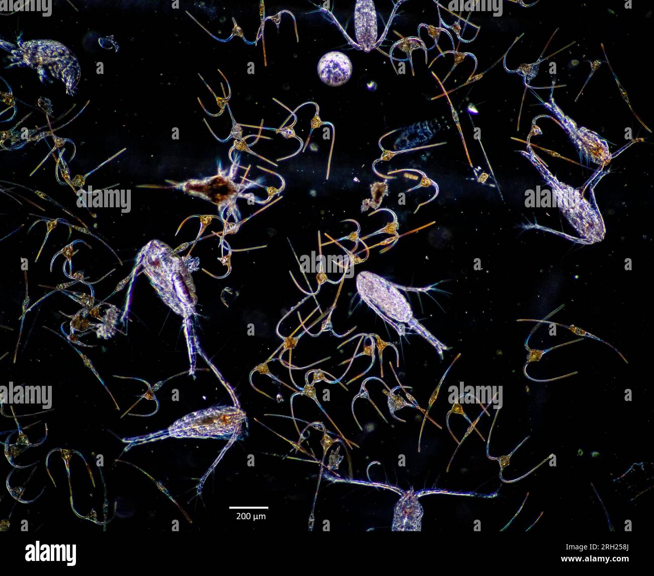 Marine plankton sample from surface water of south-western Norway in ...