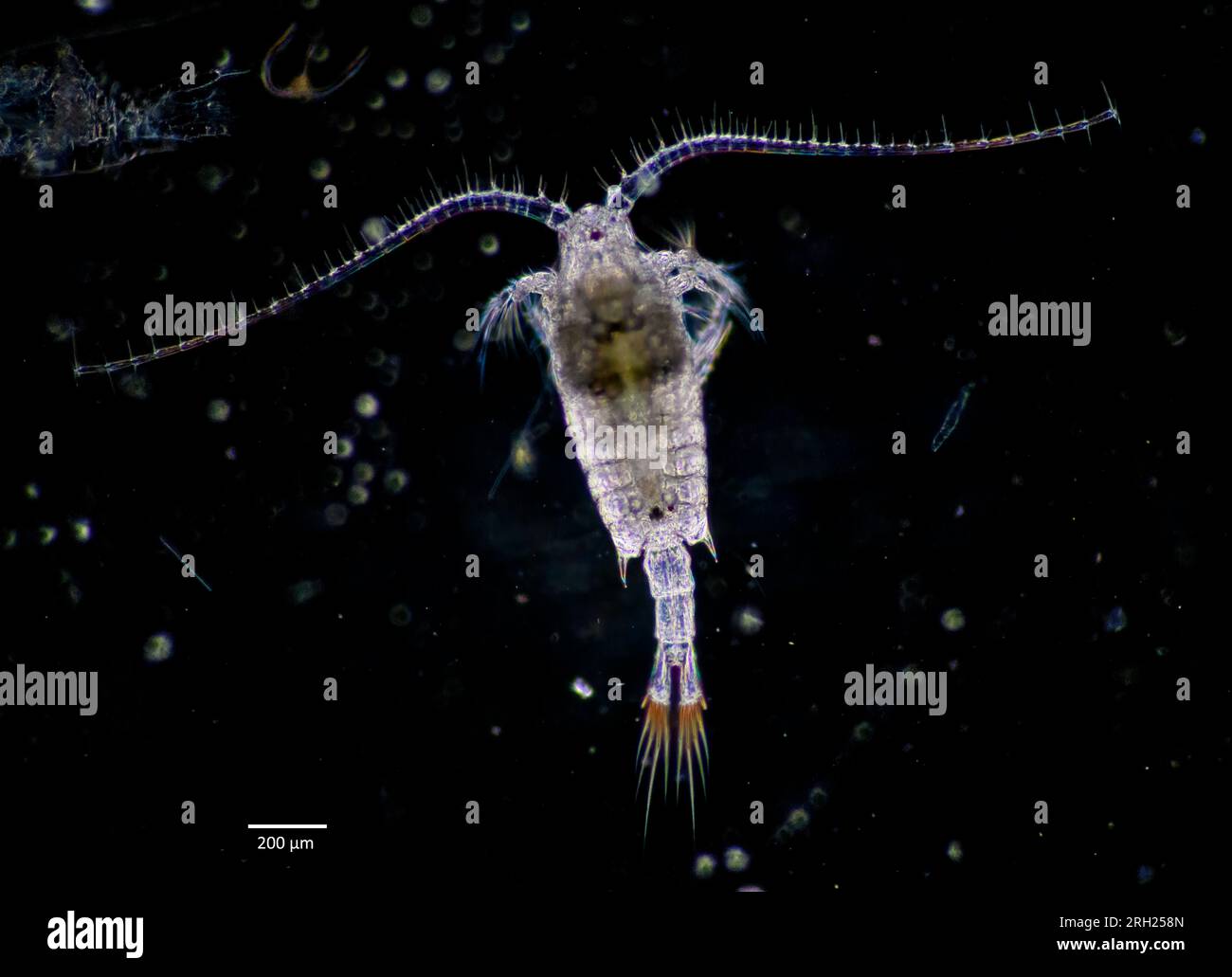 Centropages hi-res stock photography and images - Alamy