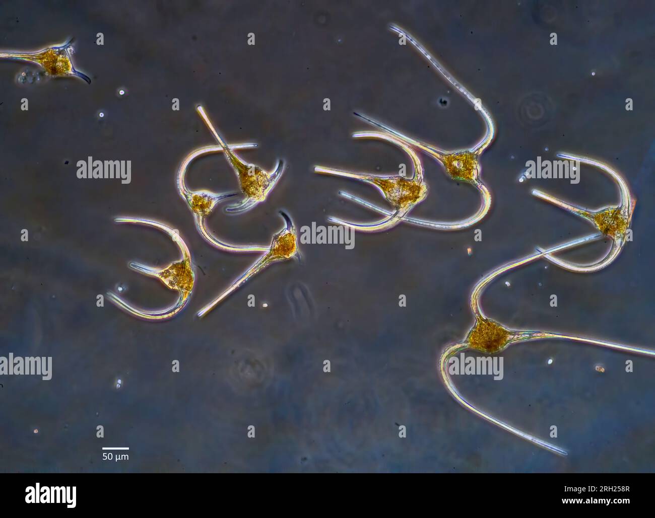 Planktonic dinoflagellates from genus Tripos (syn: Ceratium), probably ...