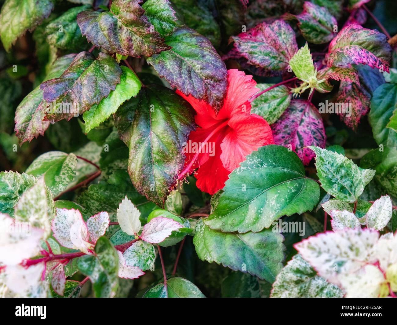 Hibiscus Elegance: The plant displays a large pink hibiscus flower with ...