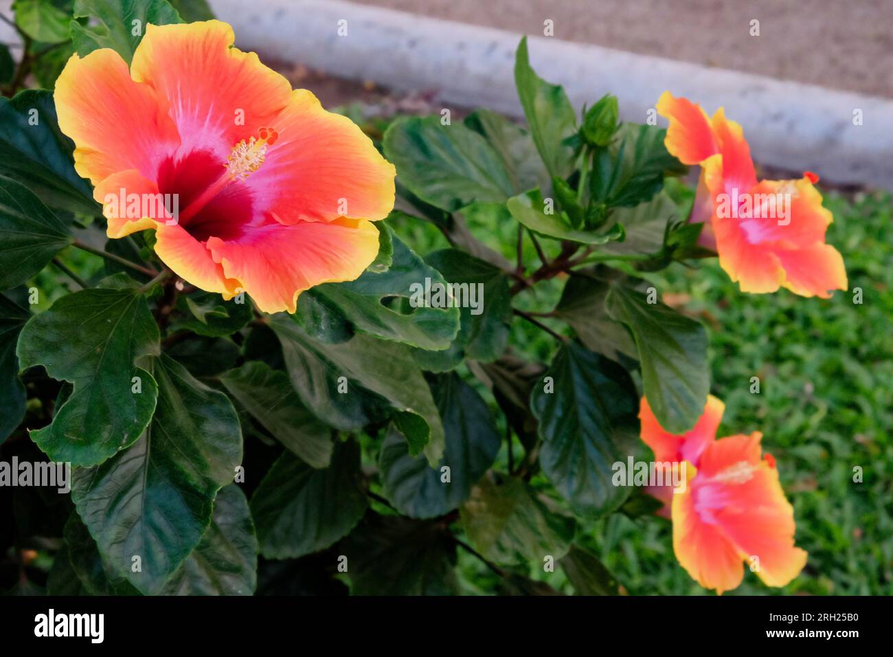 Hibiscus Splendor: A breathtaking sight of three large, brilliantly ...
