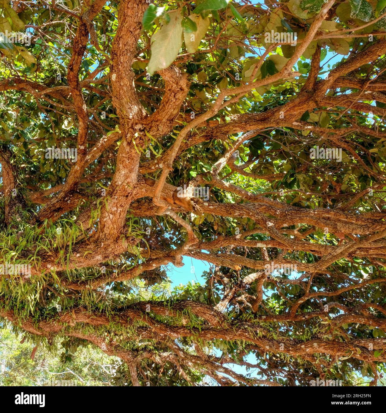 Thick intertwined branches of a tropical tree on a warm day Stock Photo ...