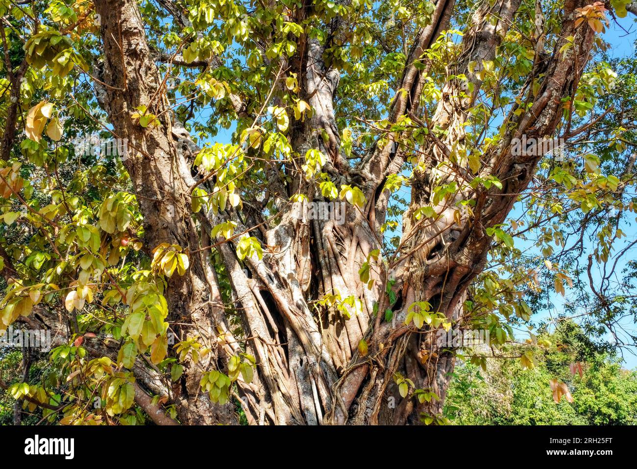 Image revealing a tropical tree with thick branches tangled with each ...