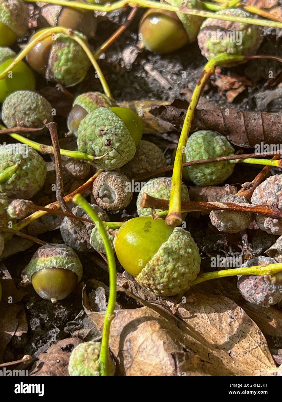 Fallen acorns hi-res stock photography and images - Alamy