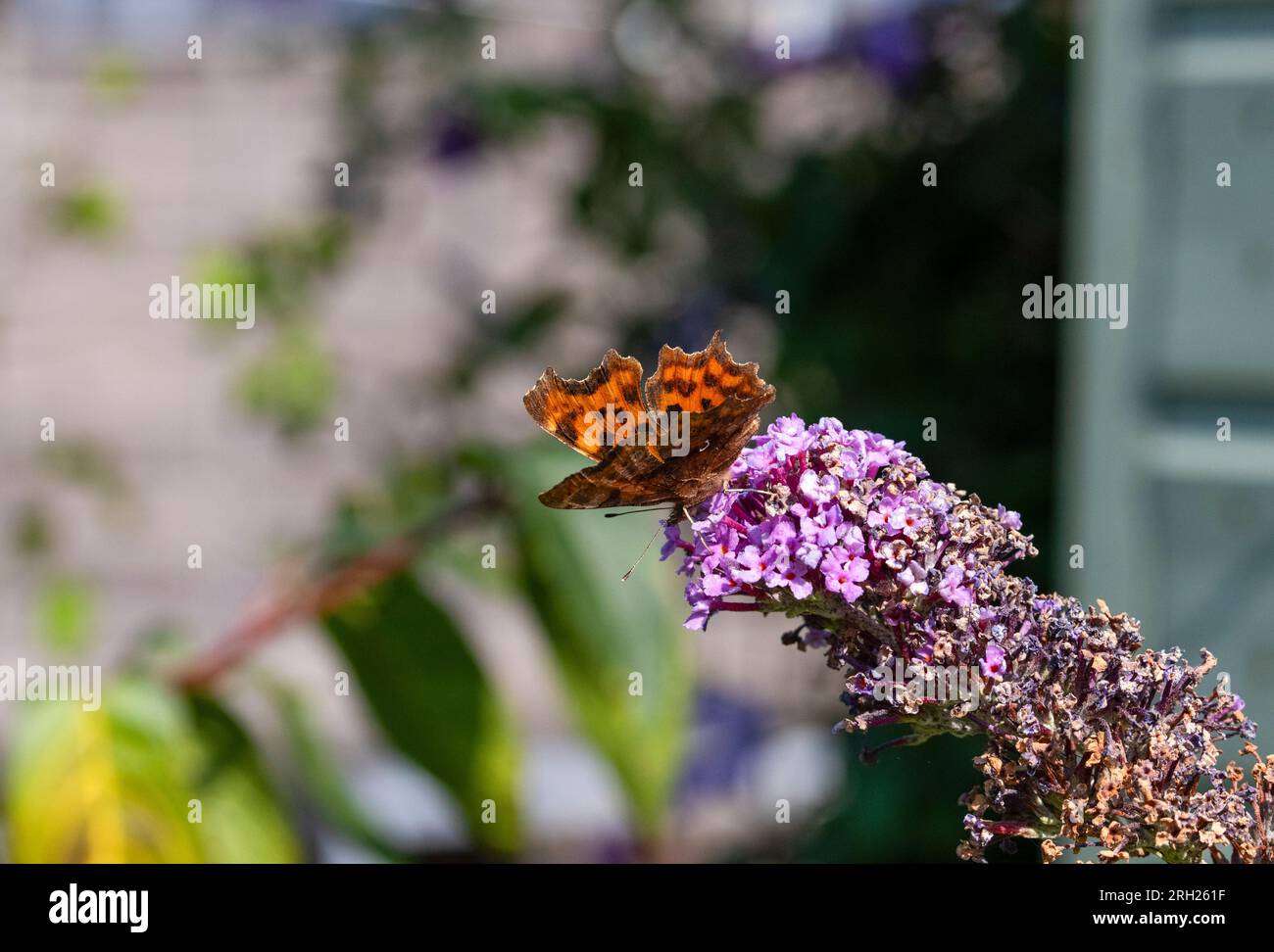 The comma butterfly england hi-res stock photography and images - Alamy