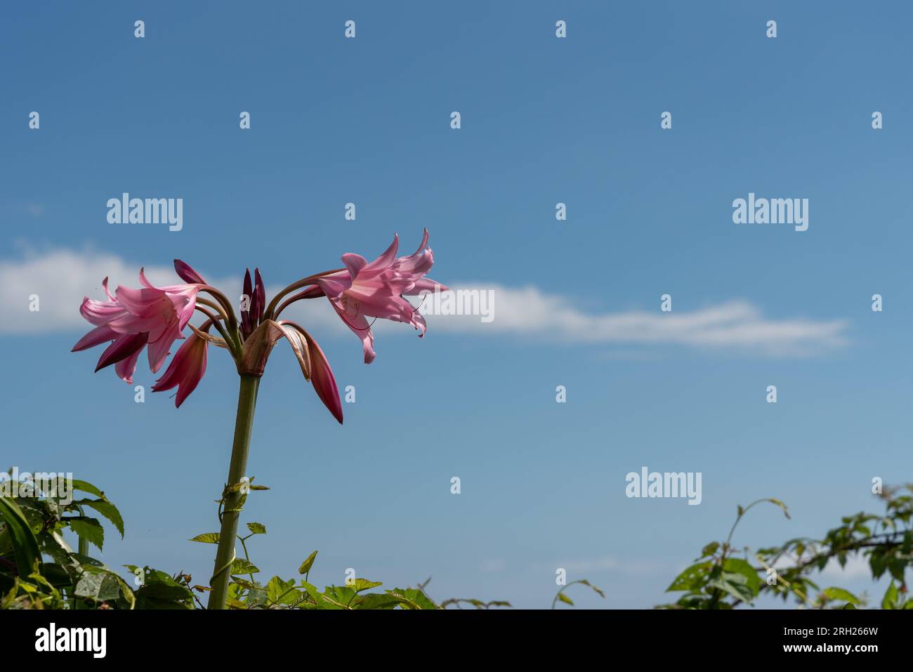 Bright pink Lily flower with a soft out of focus blue sky and a single ...
