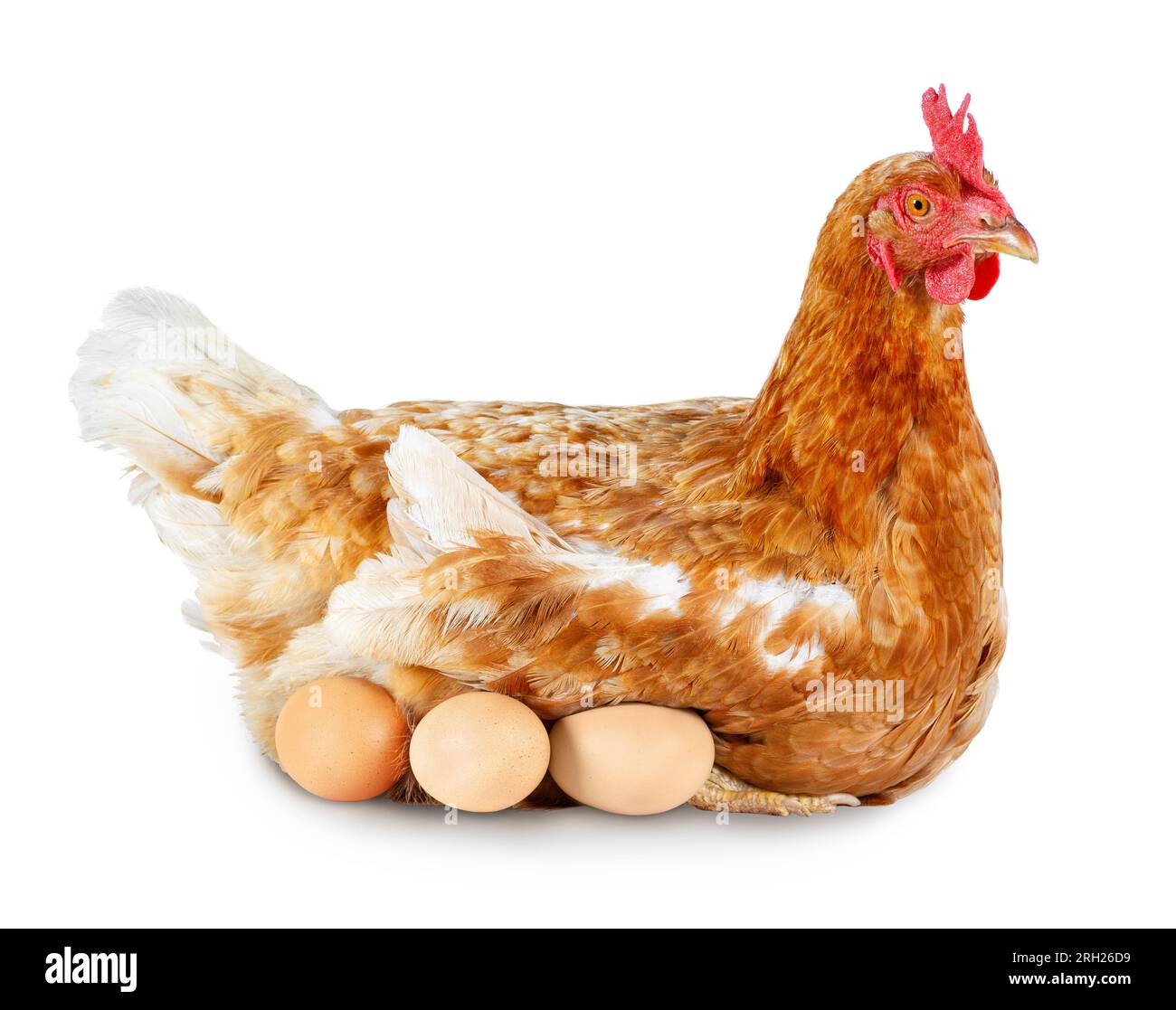 one red laying hen hatching eggs isolated on white Stock Photo - Alamy