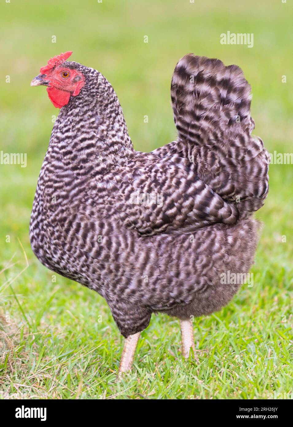 North carolina farms hi-res stock photography and images - Alamy