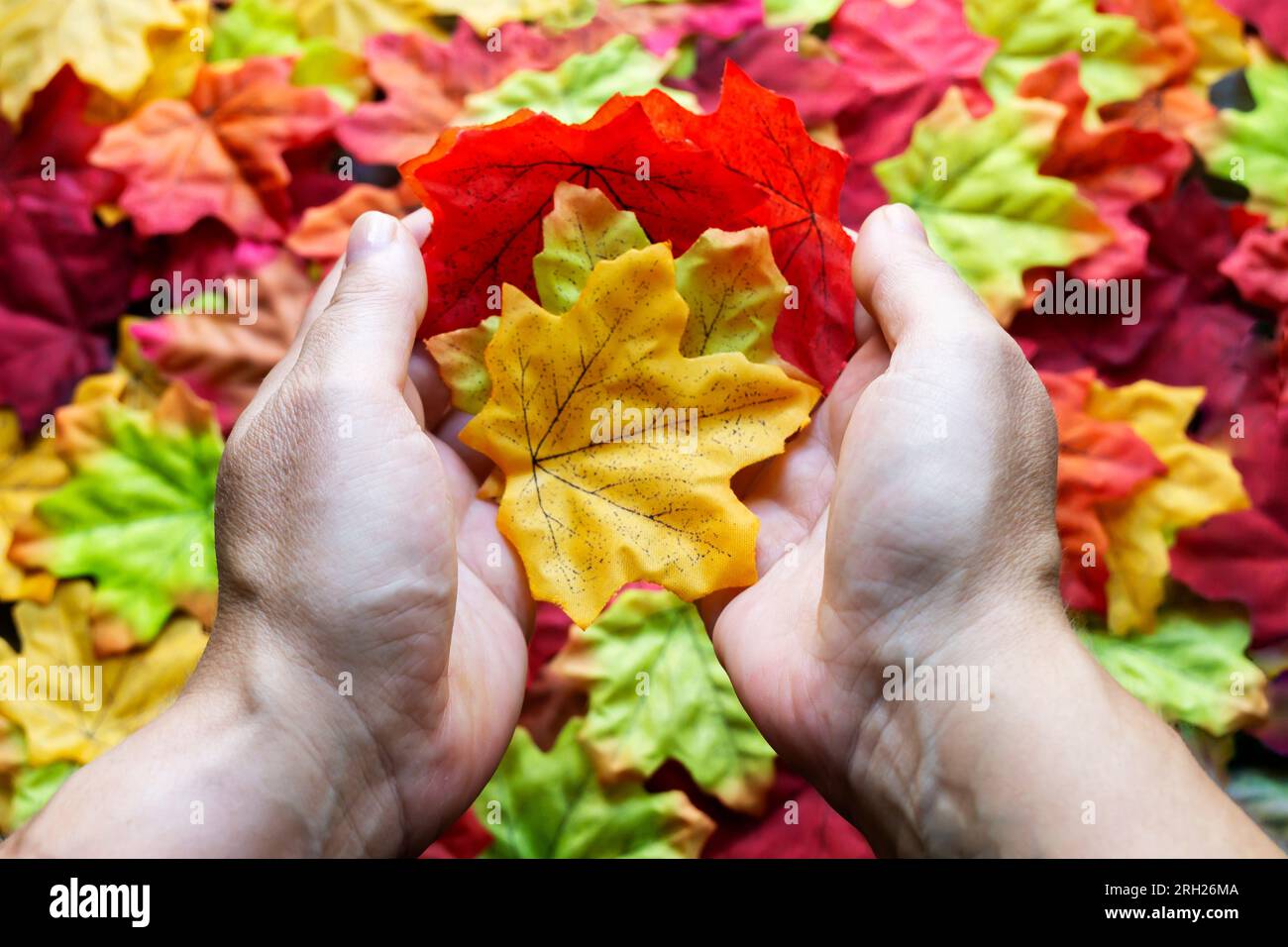 Human hands holding colorful autumn leaves over fallen leaves ...