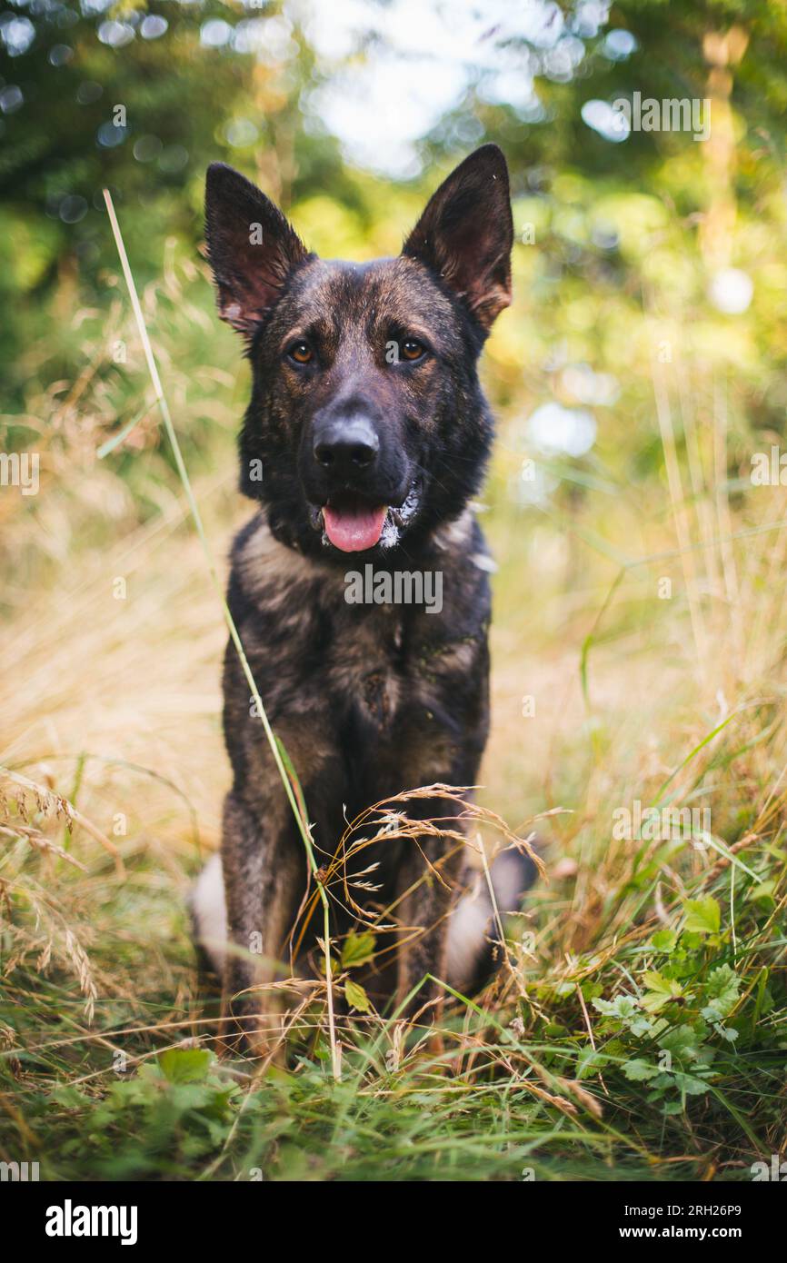 German Shepherd Dog working line bred (Alsatian dog Stock Photo - Alamy