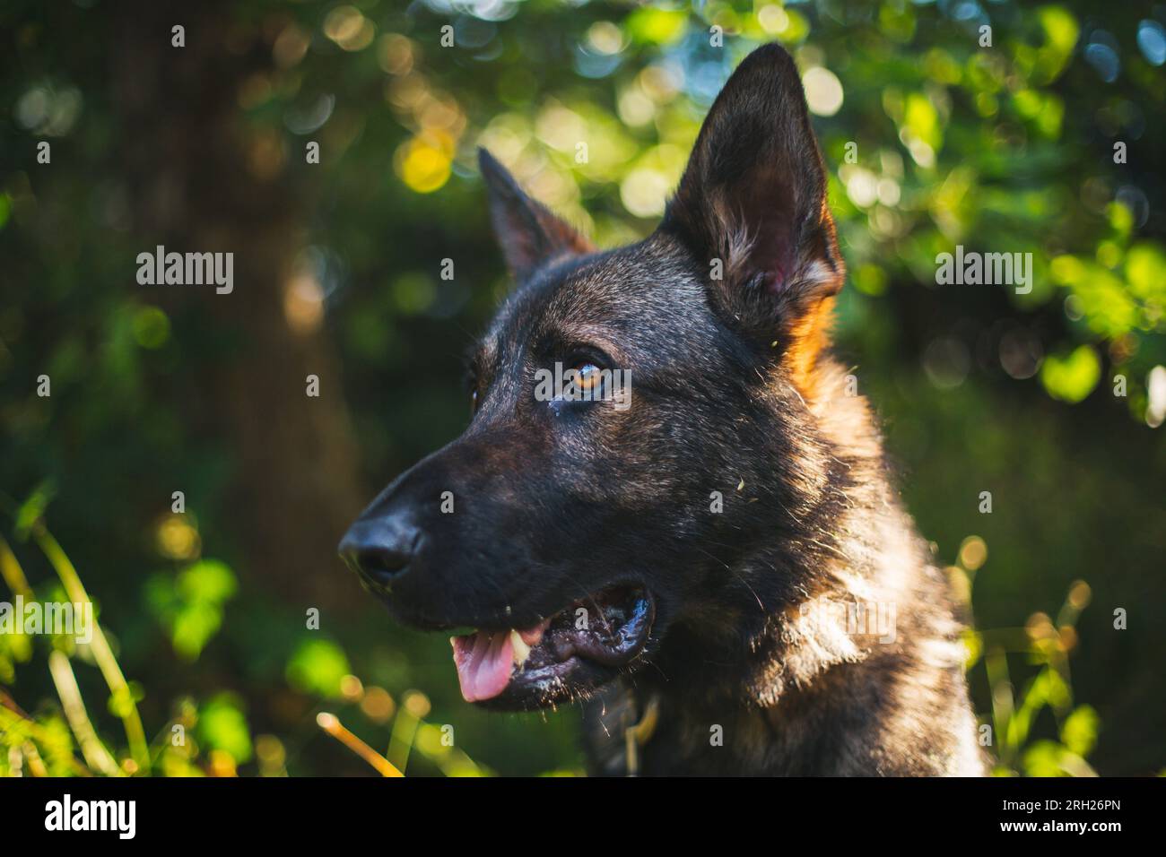 German Shepherd Dog working line bred (Alsatian dog Stock Photo - Alamy