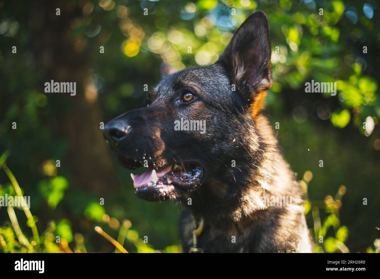 German Shepherd Dog working line bred (Alsatian dog Stock Photo - Alamy