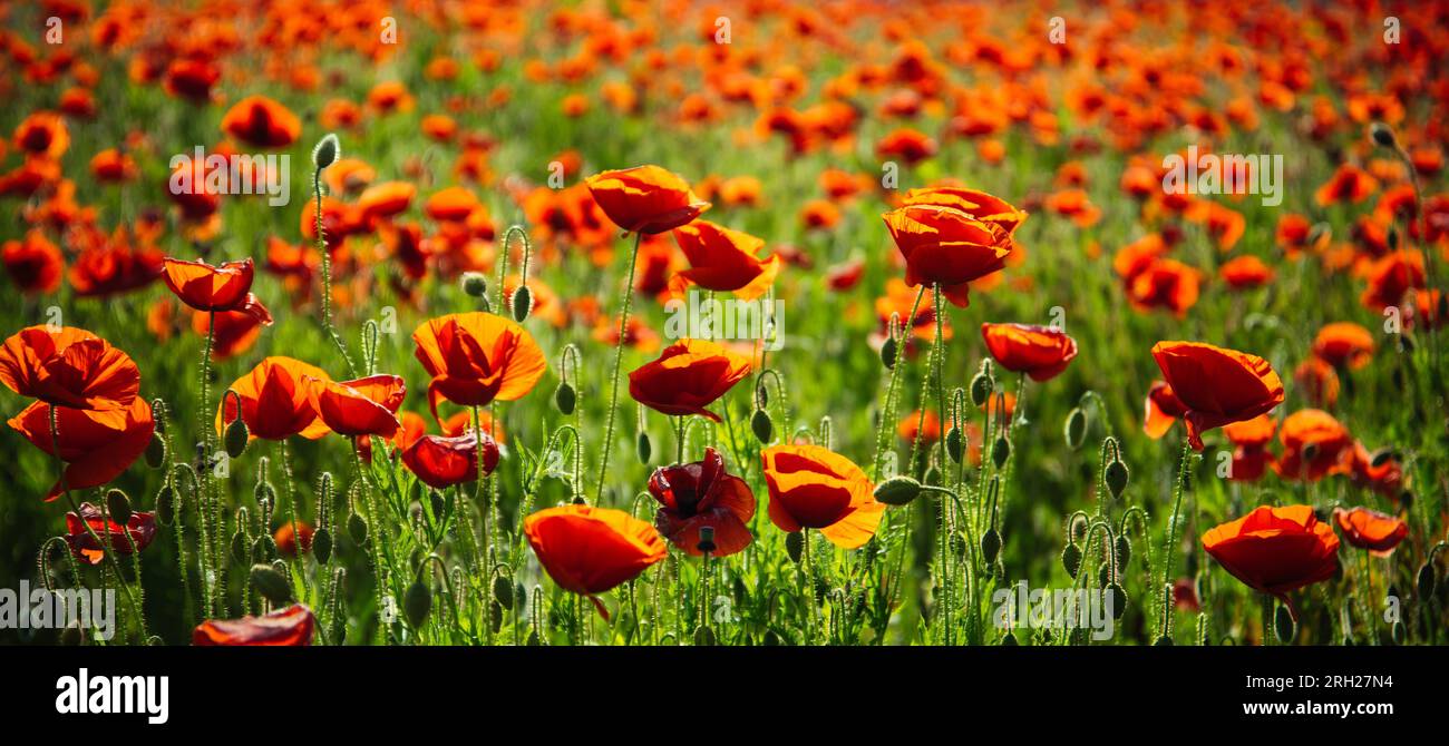 Anzac day banner. Poppy meadow. Remember for Anzac, Historic war memory ...