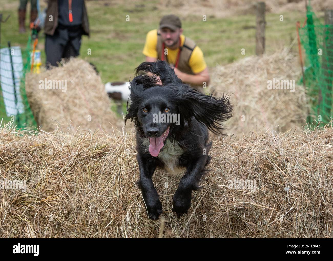 Dog Hay Bale Challenge Stock Photo - Alamy