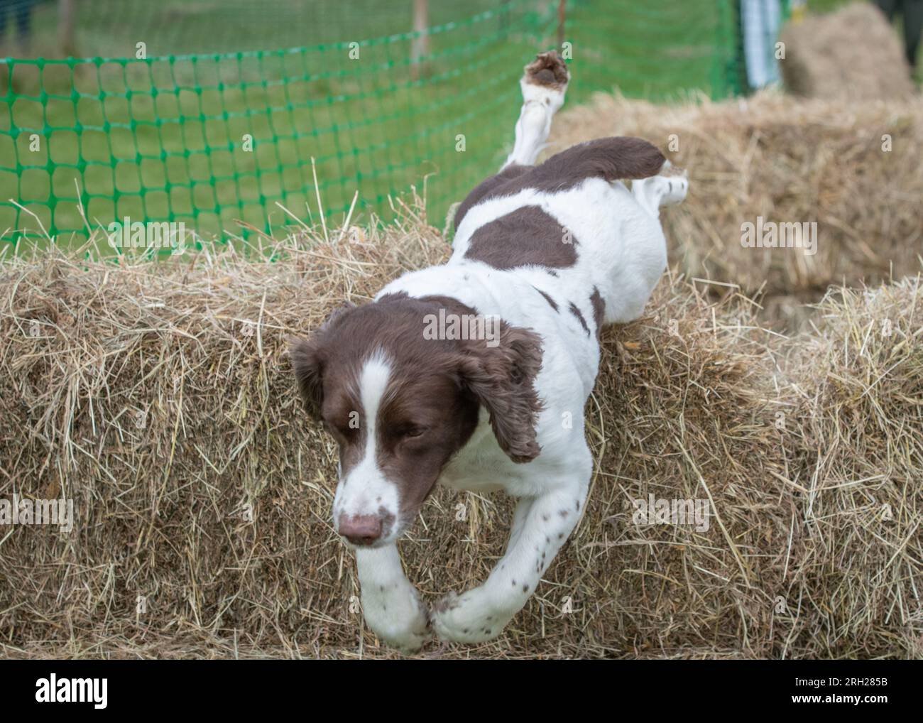 Dog Hay Bale Challenge Stock Photo - Alamy