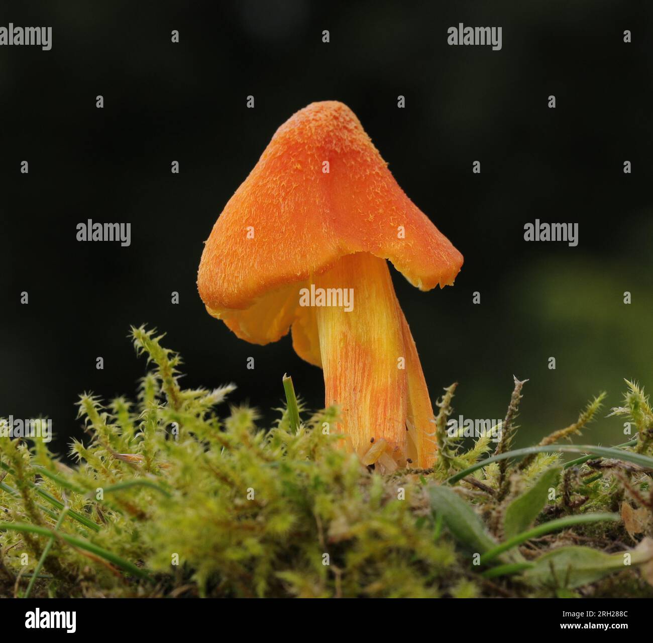 Fibrous nature hi-res stock photography and images - Alamy