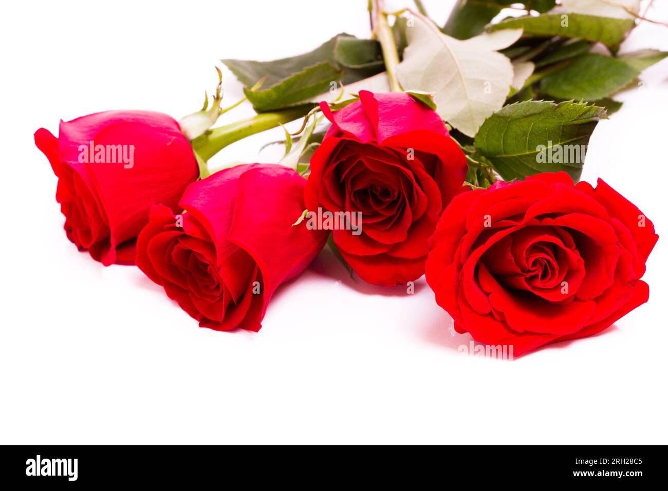 Five 5 roses hi-res stock photography and images - Alamy