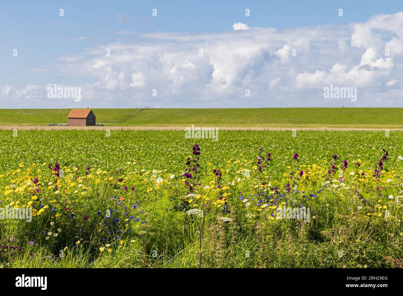 Agricultural field with floral edges in Pieterburen Het Hogeland in ...