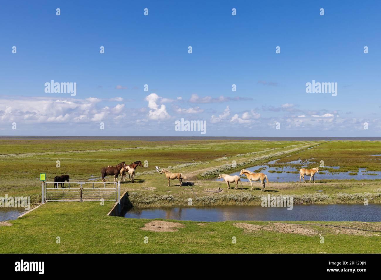 Landscape of Wadden sea area with horses near Pieterburen Het Hogeland ...