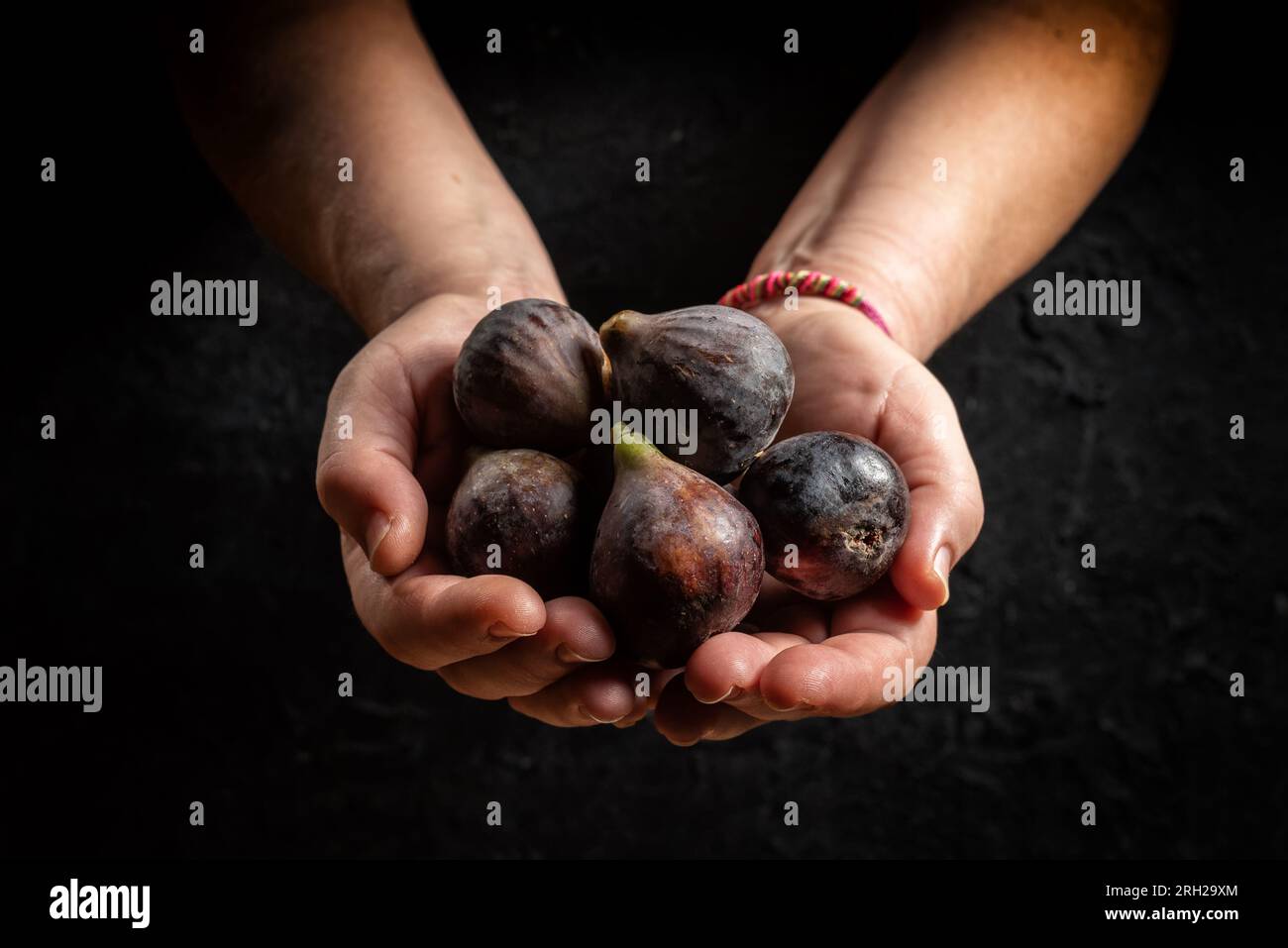 Hands holding a bunch of figs on dark background with dim light Stock ...