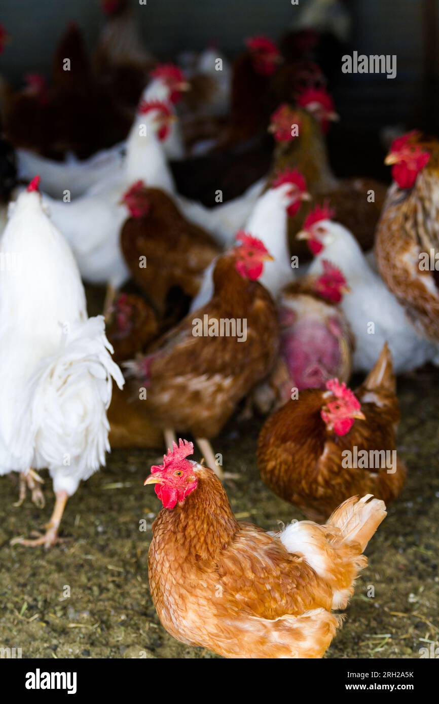 Free range chickens Stock Photo - Alamy