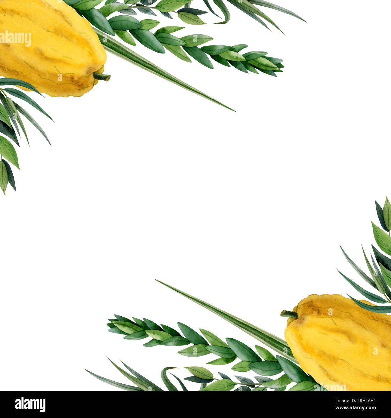 Square Sukkot frame watercolor illustration with etrog, four species ...