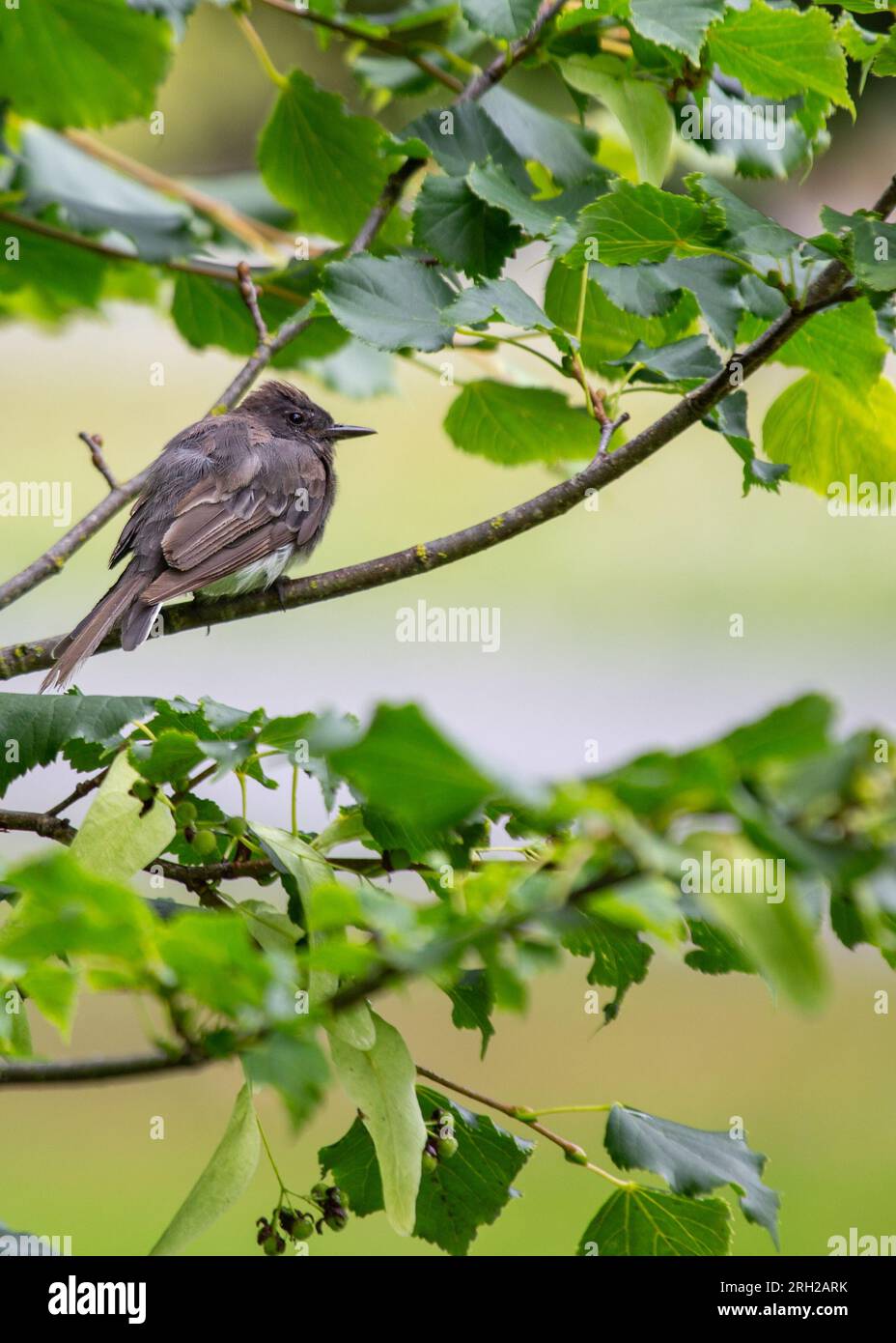 Sleek feathers catching hi-res stock photography and images - Alamy
