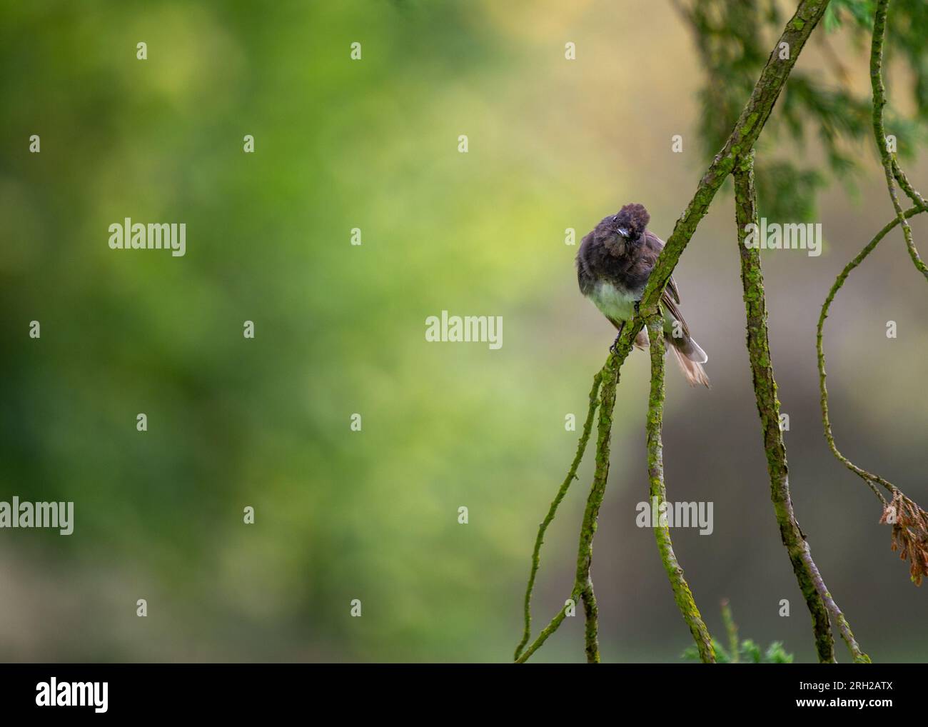 Elegant black phoebe, Sayornis nigricans, native to North & Central ...