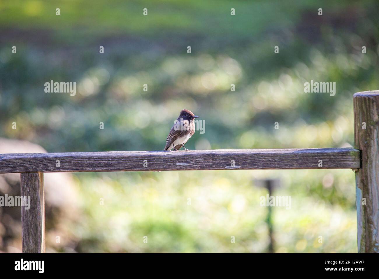 Elegant black phoebe, Sayornis nigricans, native to North & Central ...